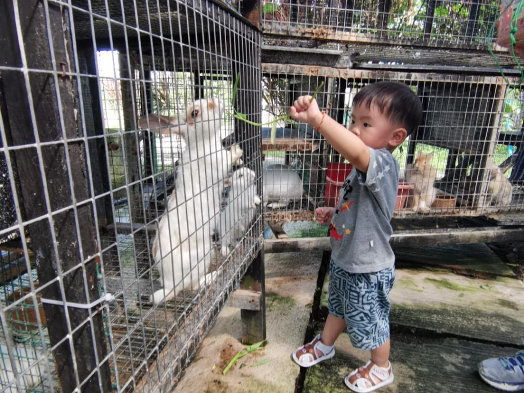 Animal Feeding - Audi Jaya Holdings